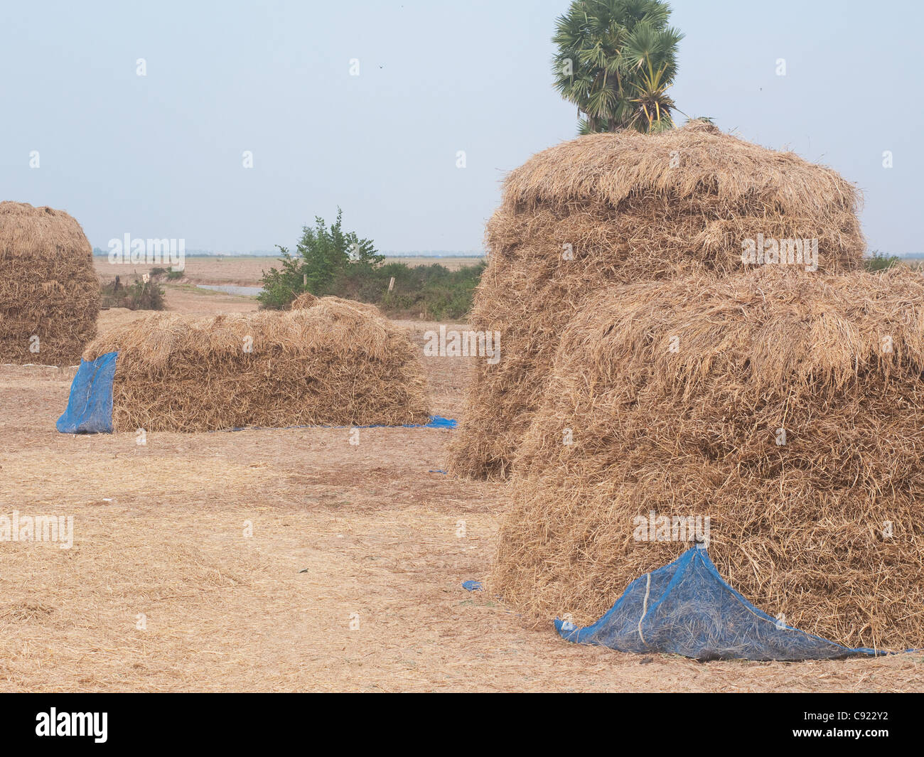 Sisophon hi-res stock photography and images - Alamy