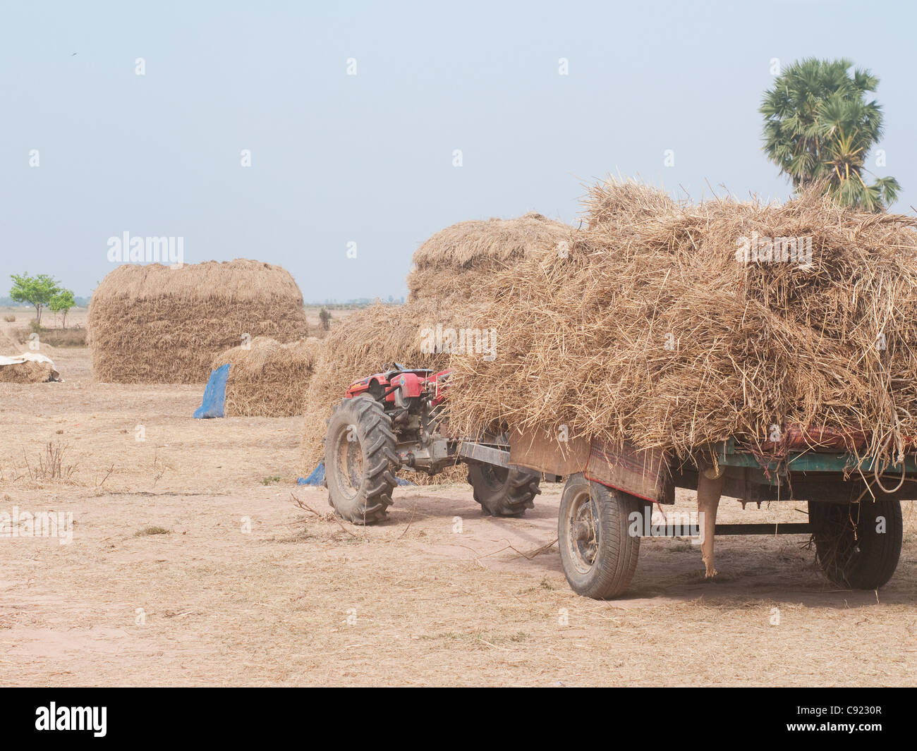 Hay being stored in circular stacks during the rice harvest in Sisophon ...
