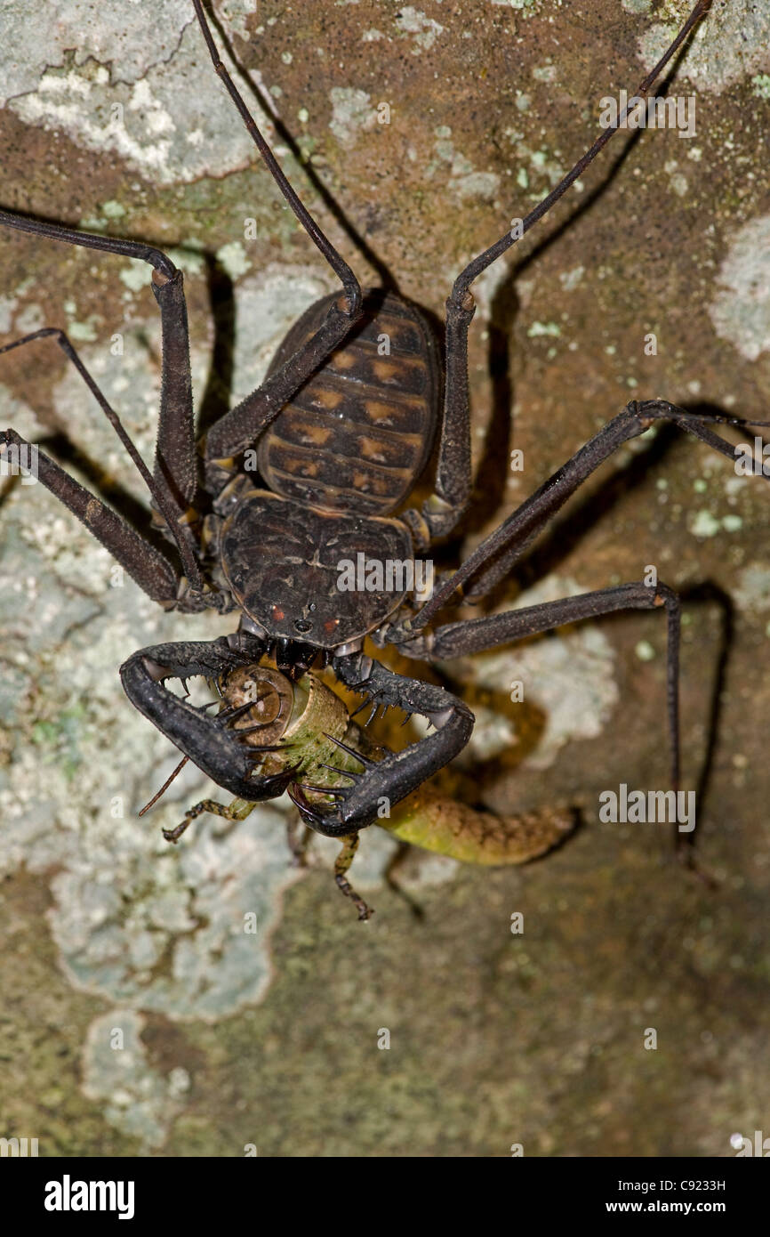 Scorpion Costa Rica High Resolution Stock Photography and Images - Alamy