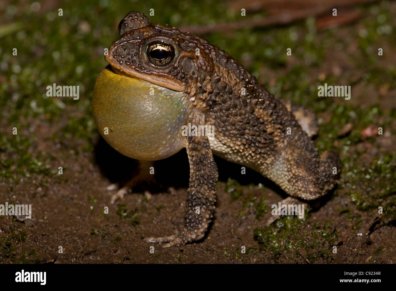 Southern Roundgland Toads - (Incilius coccifer) - Costa Rica - pair in ...