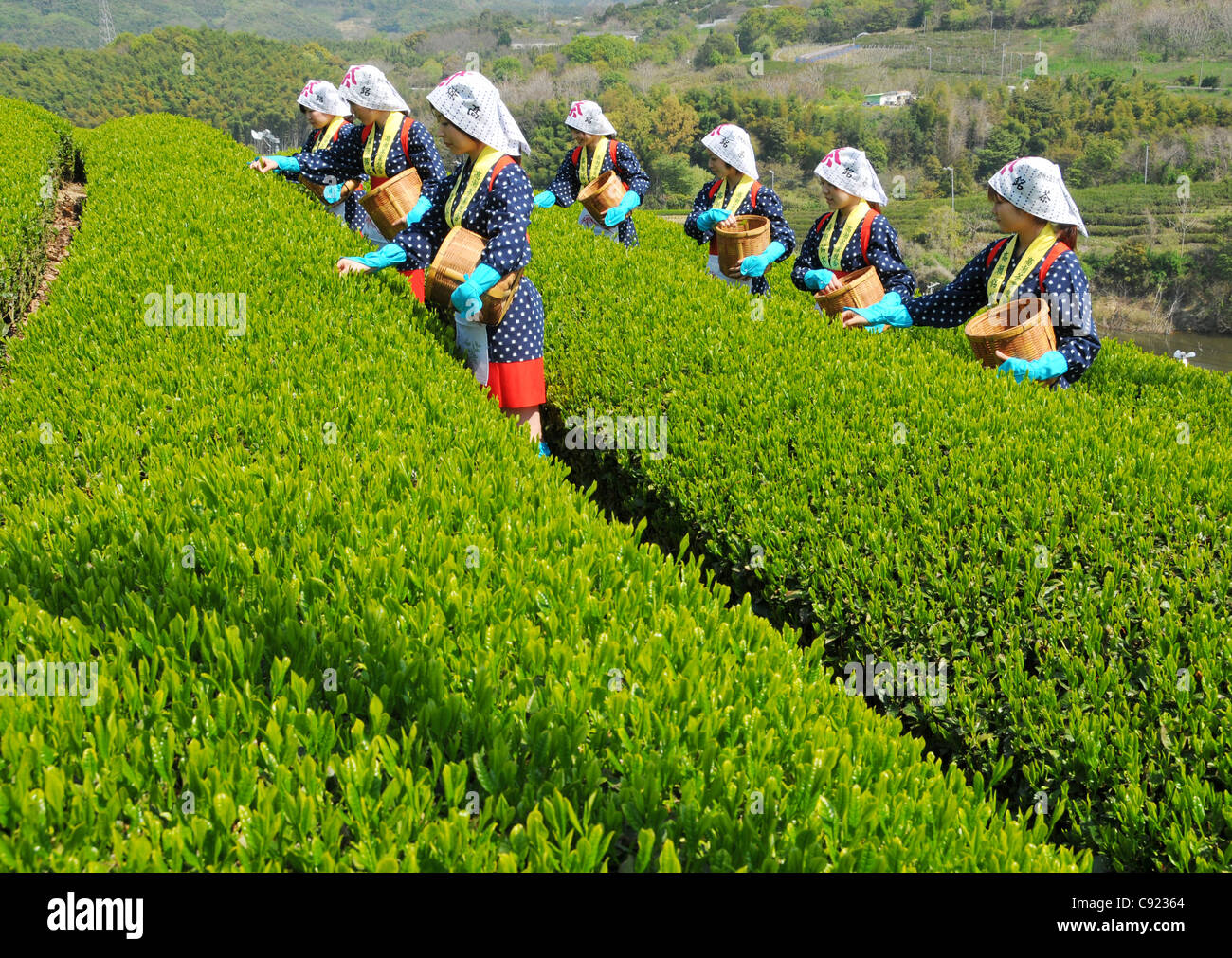 Green tea young japanese girl pickers in Springtime Stock Photo - Alamy