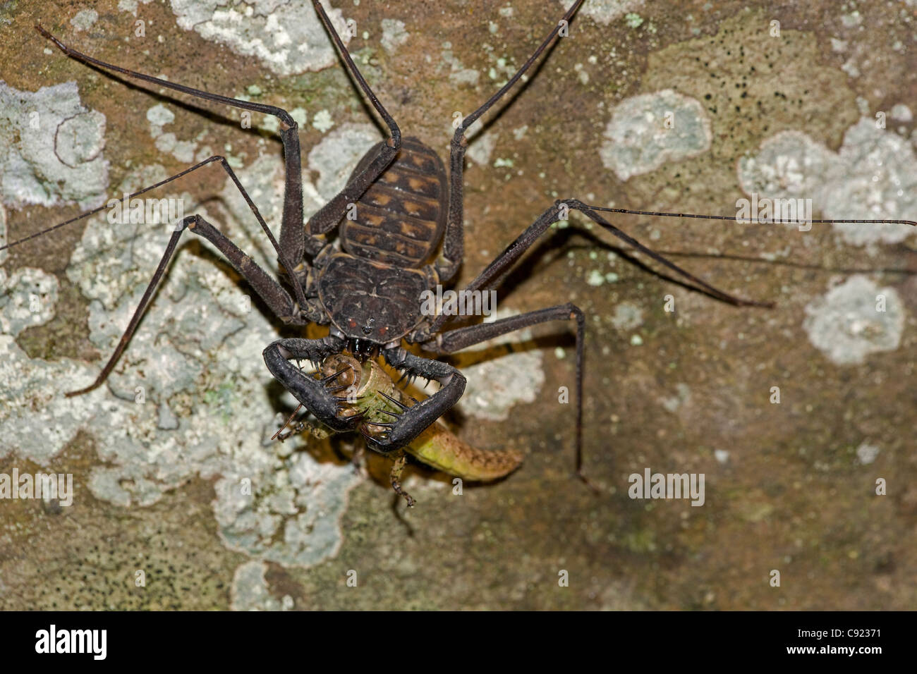 Tail Less Whip Scorpion High Resolution Stock Photography and Images ...