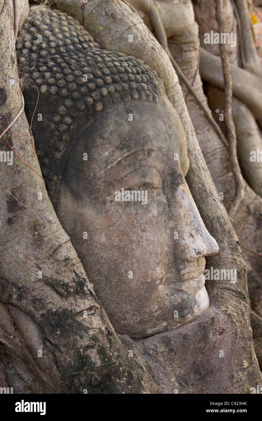 Remains of a sandstone statue of Buddha with the roots of a Bodhi tree ...