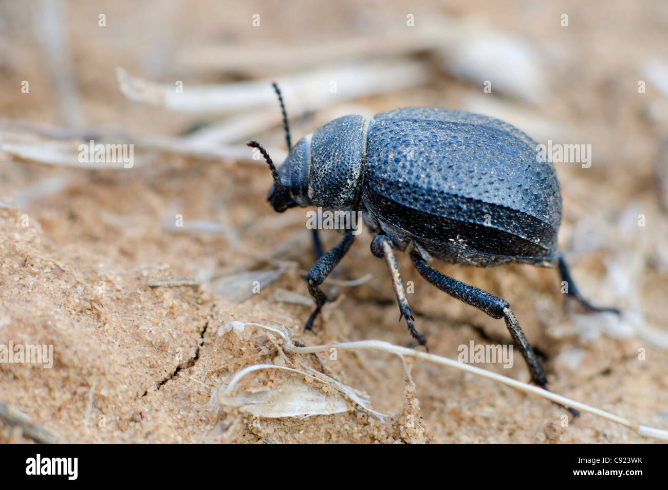 Desert Bugs High Resolution Stock Photography and Images - Alamy