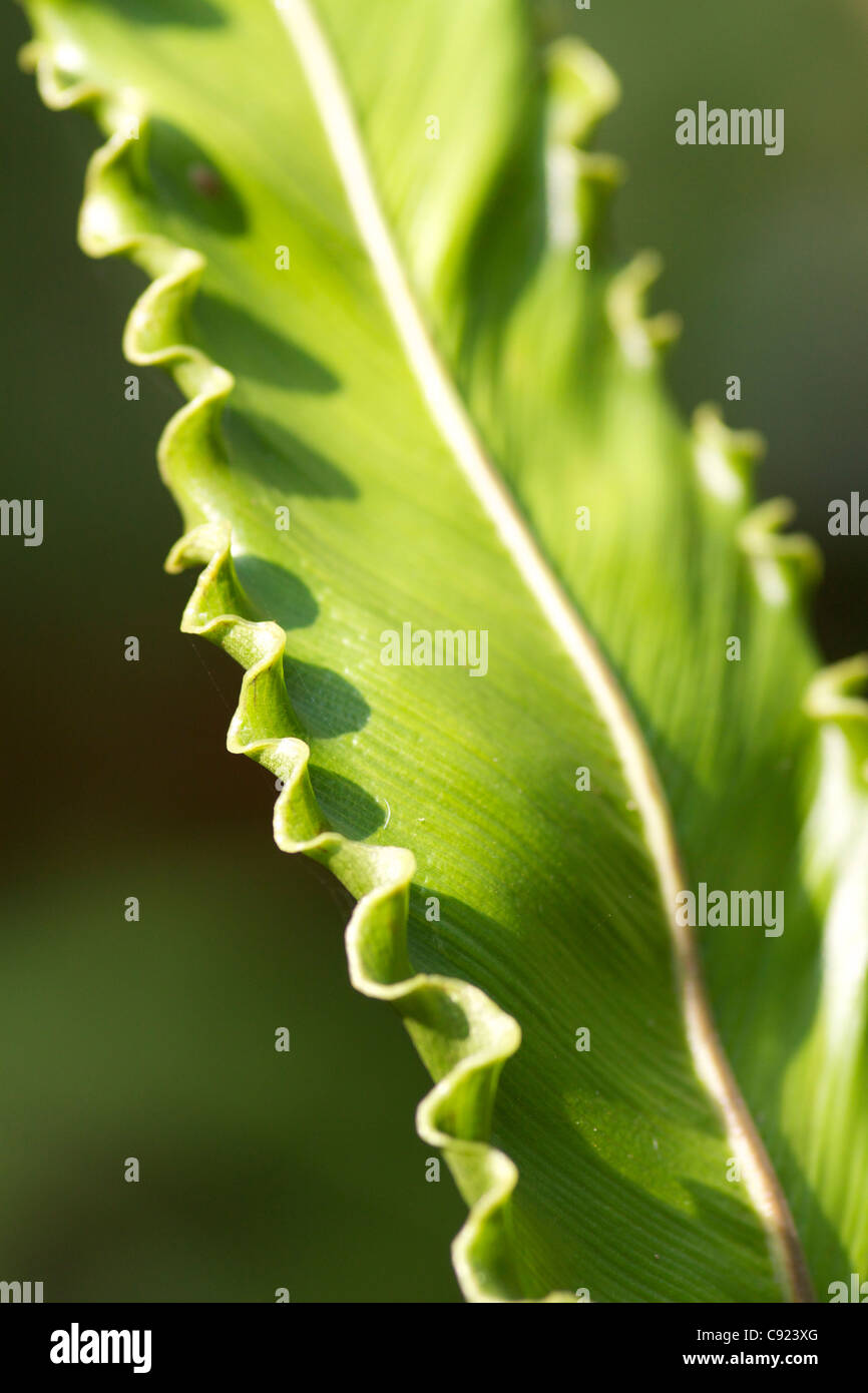 Typical fern hi-res stock photography and images - Alamy