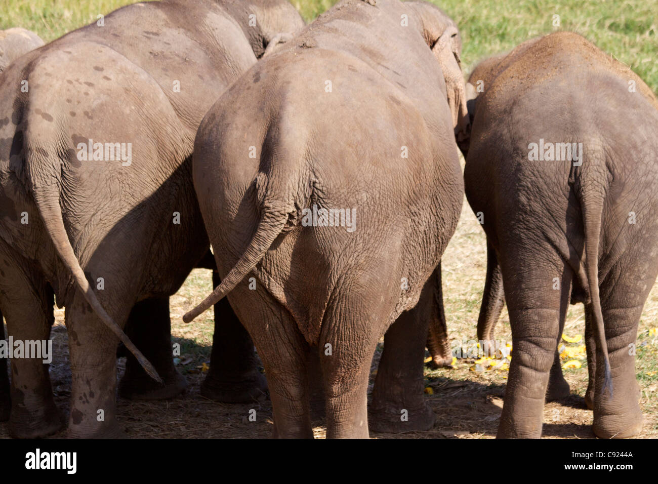 Rear view of 3-rescued Asian elephant (Elephas maximus) eating snacks ...