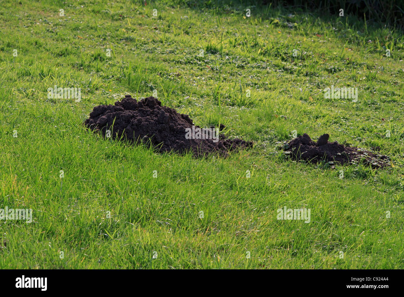 Soil pests hi-res stock photography and images - Alamy