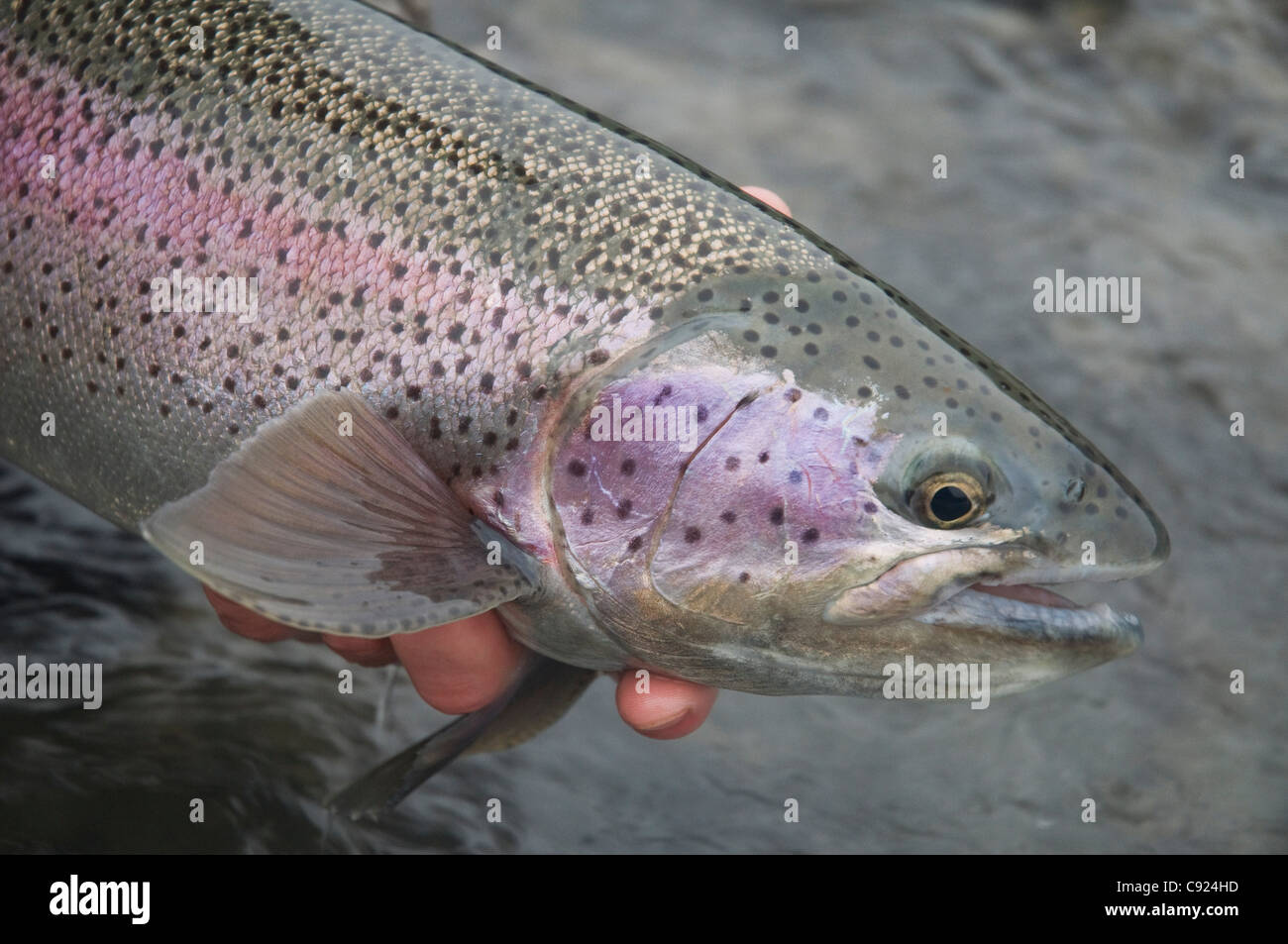 Kenai river alaska rainbow trout hi-res stock photography and images ...
