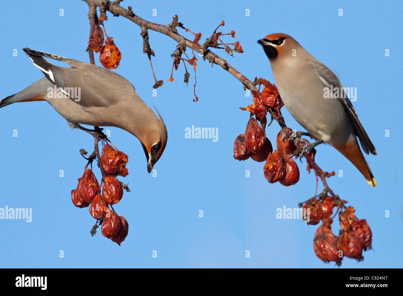 Crabapple fruit hi-res stock photography and images - Alamy