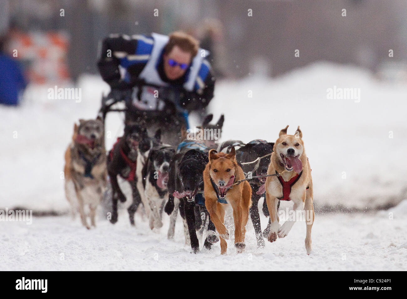 Musher mushes his dogteam down Cordova Street in Anchorage during the ...