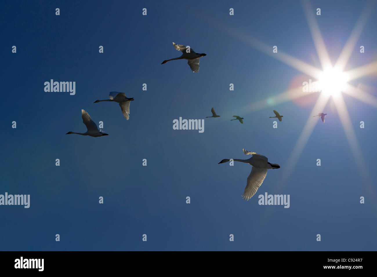 Trumpeter swans in flight during Spring migration, Marsh Lake, Yukon ...