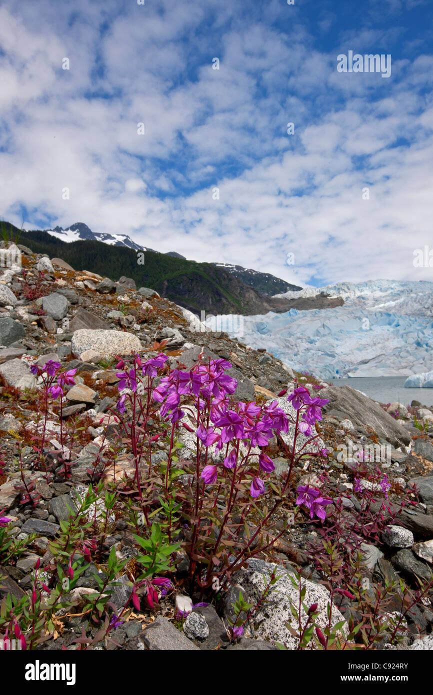 Dwarf Fireweed blooms with Mendenhall Glacier in the background ...