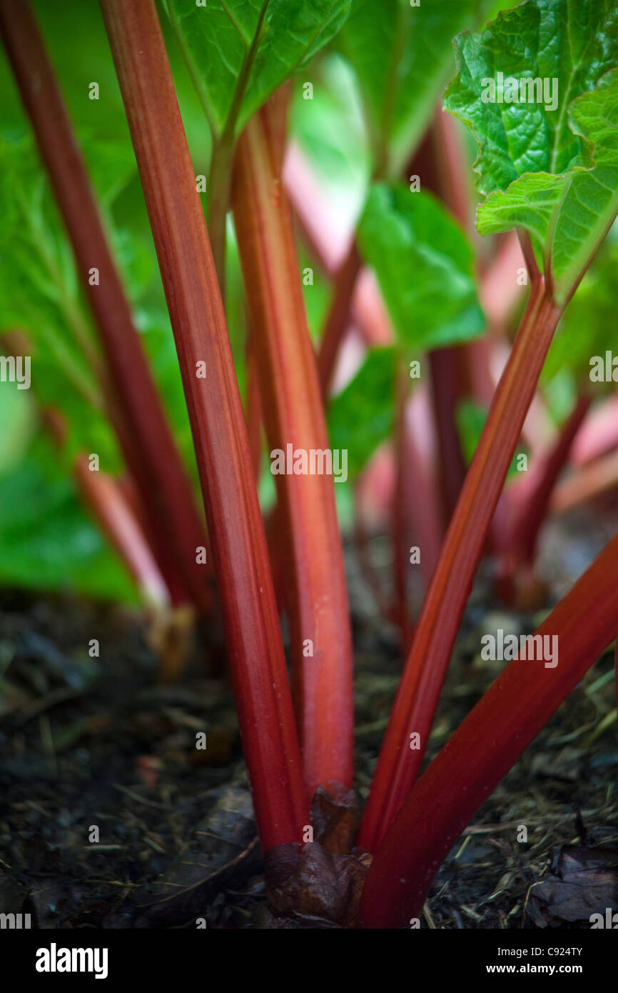 Close up view of rhubarb stalks in an organic garden, Kodiak, Southwest ...