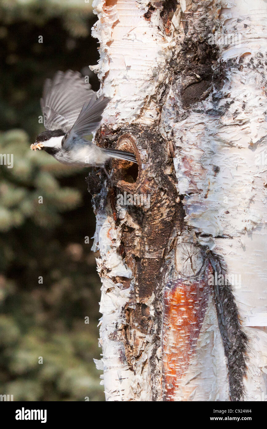 Black capped chickadees hi-res stock photography and images - Alamy