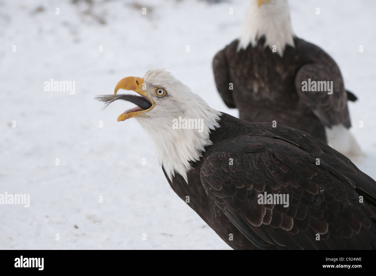 Close up of a Bald Eagle gulping down a small fish next to Kachemak Bay ...