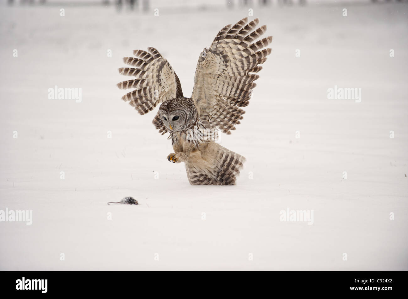 Barred Owl swoops down to catch a mouse on top of the snow, Ontario ...