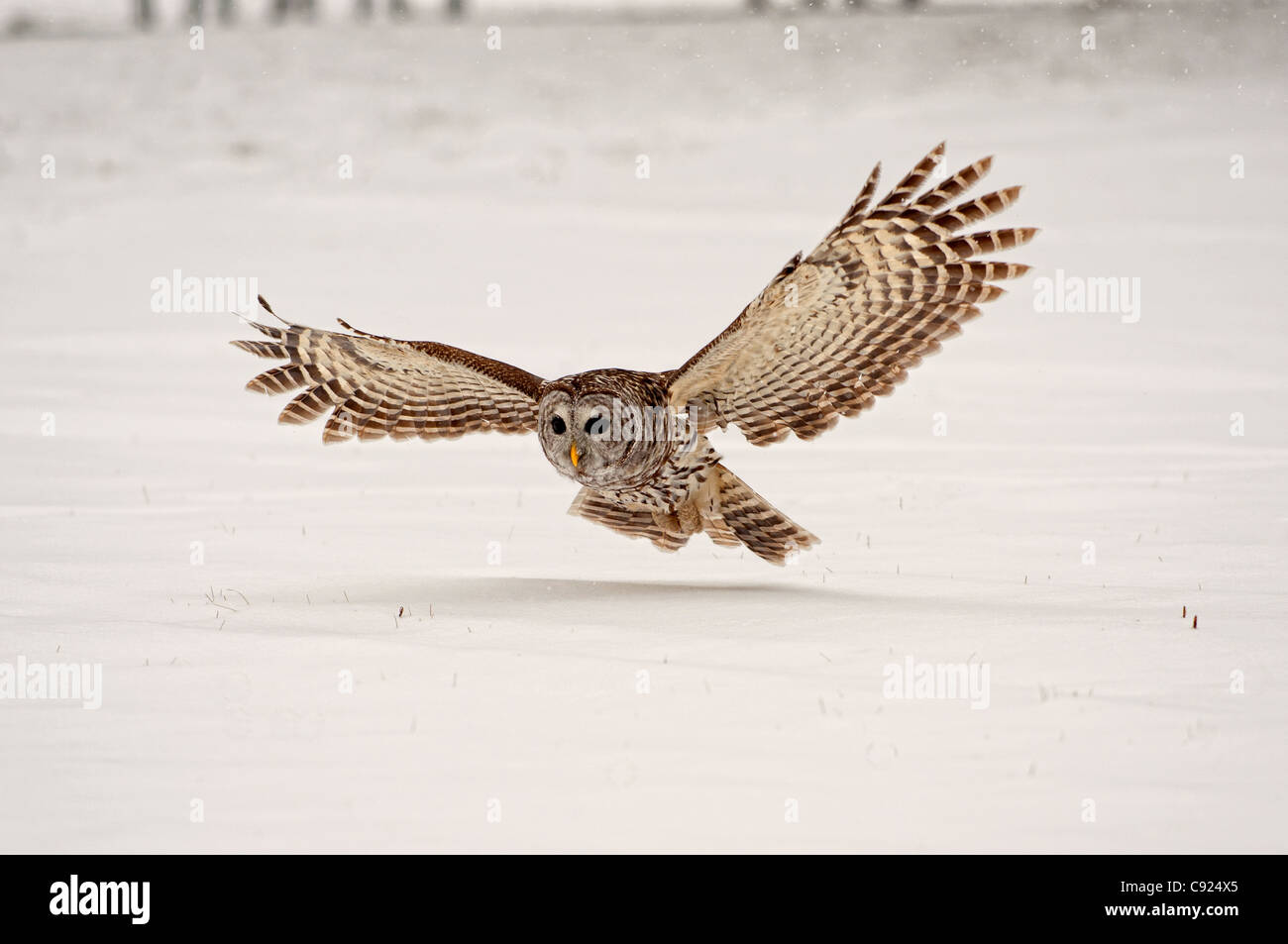 Snowy owl swooping mouse hi-res stock photography and images - Alamy