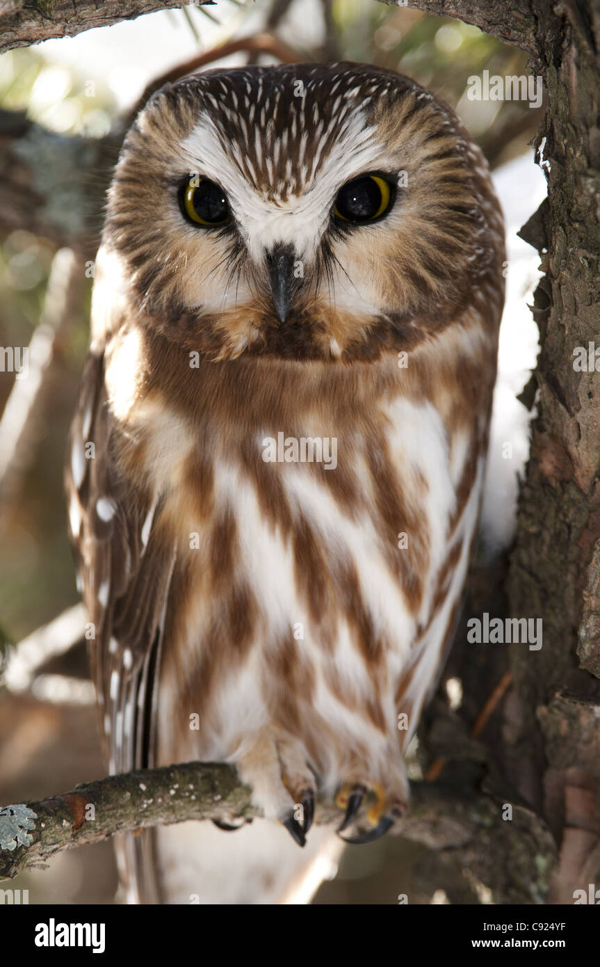 Saw whet owl hi-res stock photography and images - Alamy