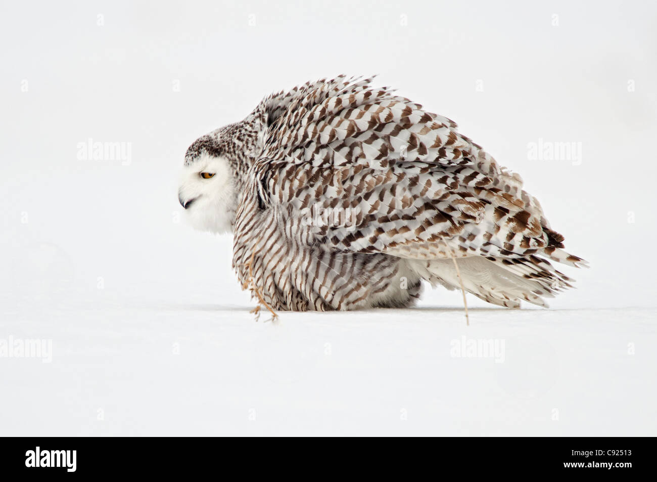 Snowy Owl on snow with puffed feathers, Saint-Barthelemy, Quebec ...