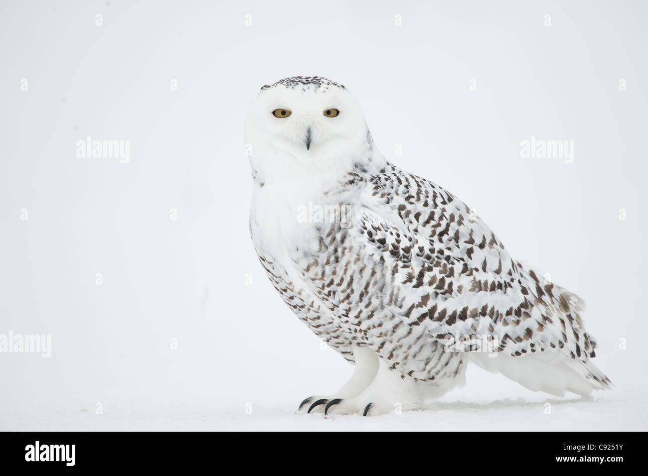 Snowy Owl on snow, Saint-Barthelemy, Quebec, Canada, Winter Stock Photo ...