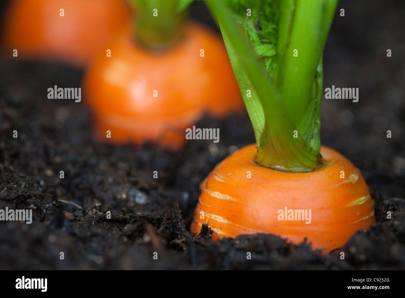 Macro of carrots growing in soil in a garden, Kodiak Island, Southwest ...