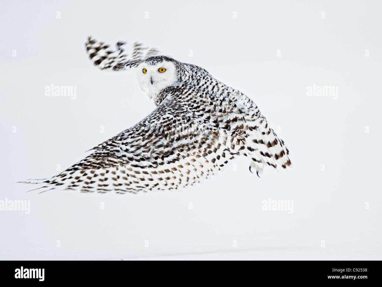 Female Snowy Owl in flight over snow, Saint-Barthelemy, Quebec, Canada ...