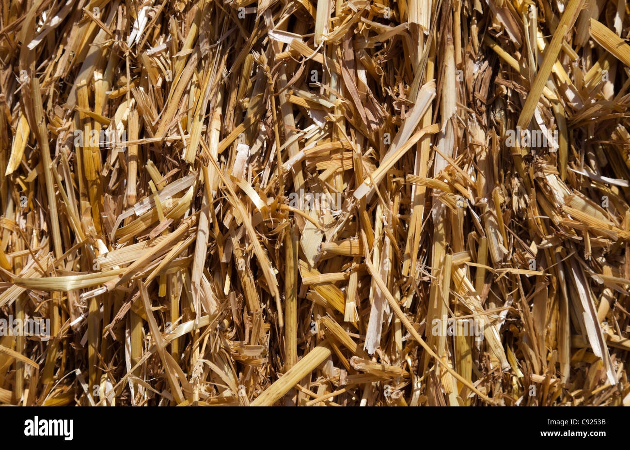 The withered straw texture Stock Photo - Alamy