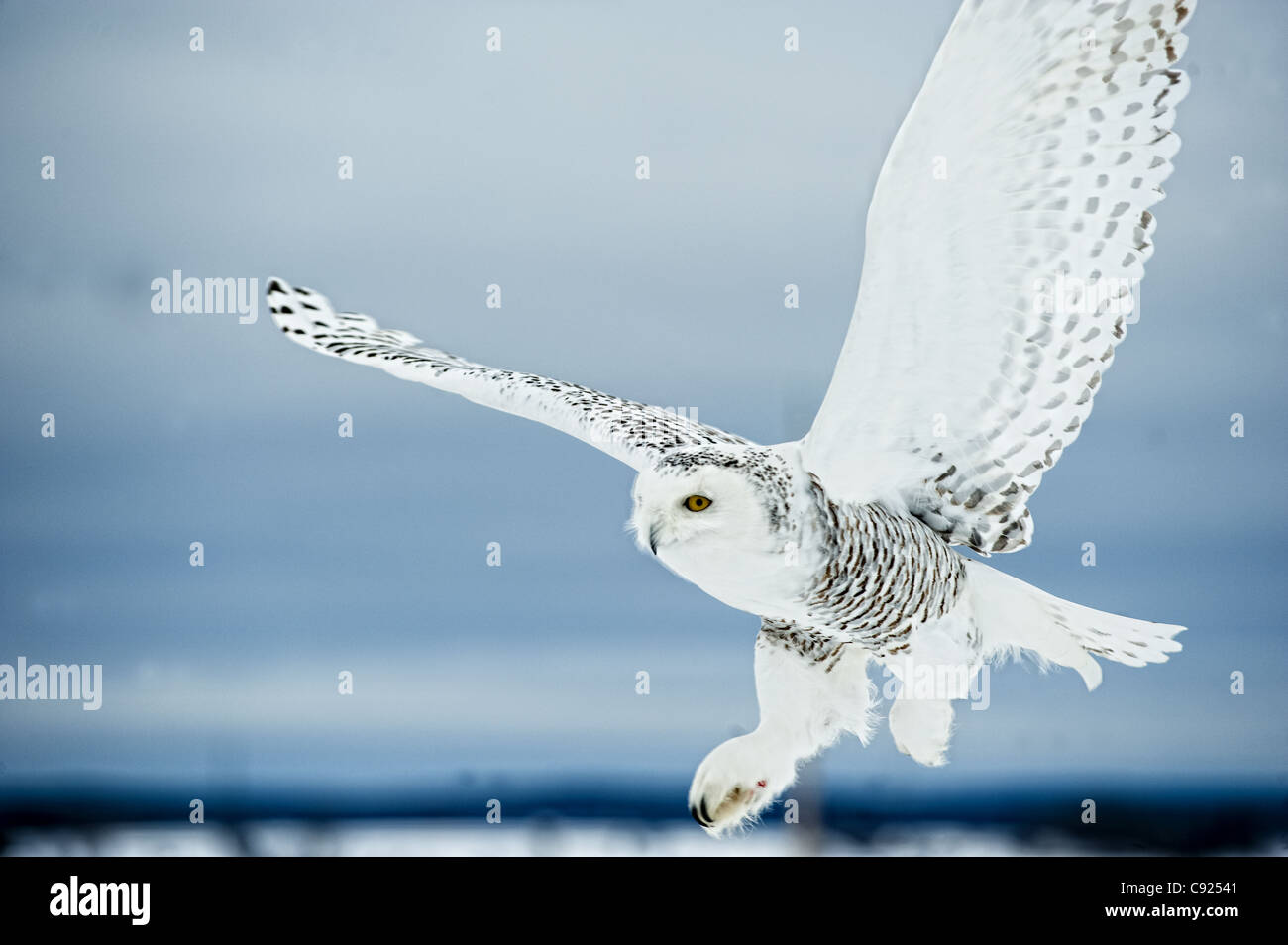 Female Snowy Owl in flight over snow, Saint-Barthelemy, Quebec, Canada ...