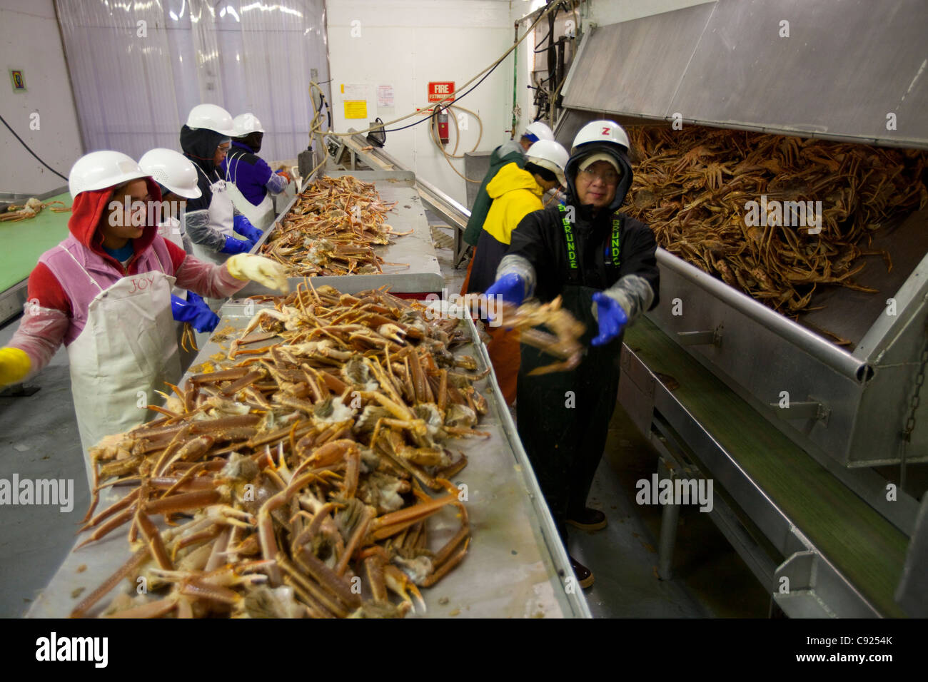 Cannery workers process Tanner Crab on the slime line at Alaska Fresh ...
