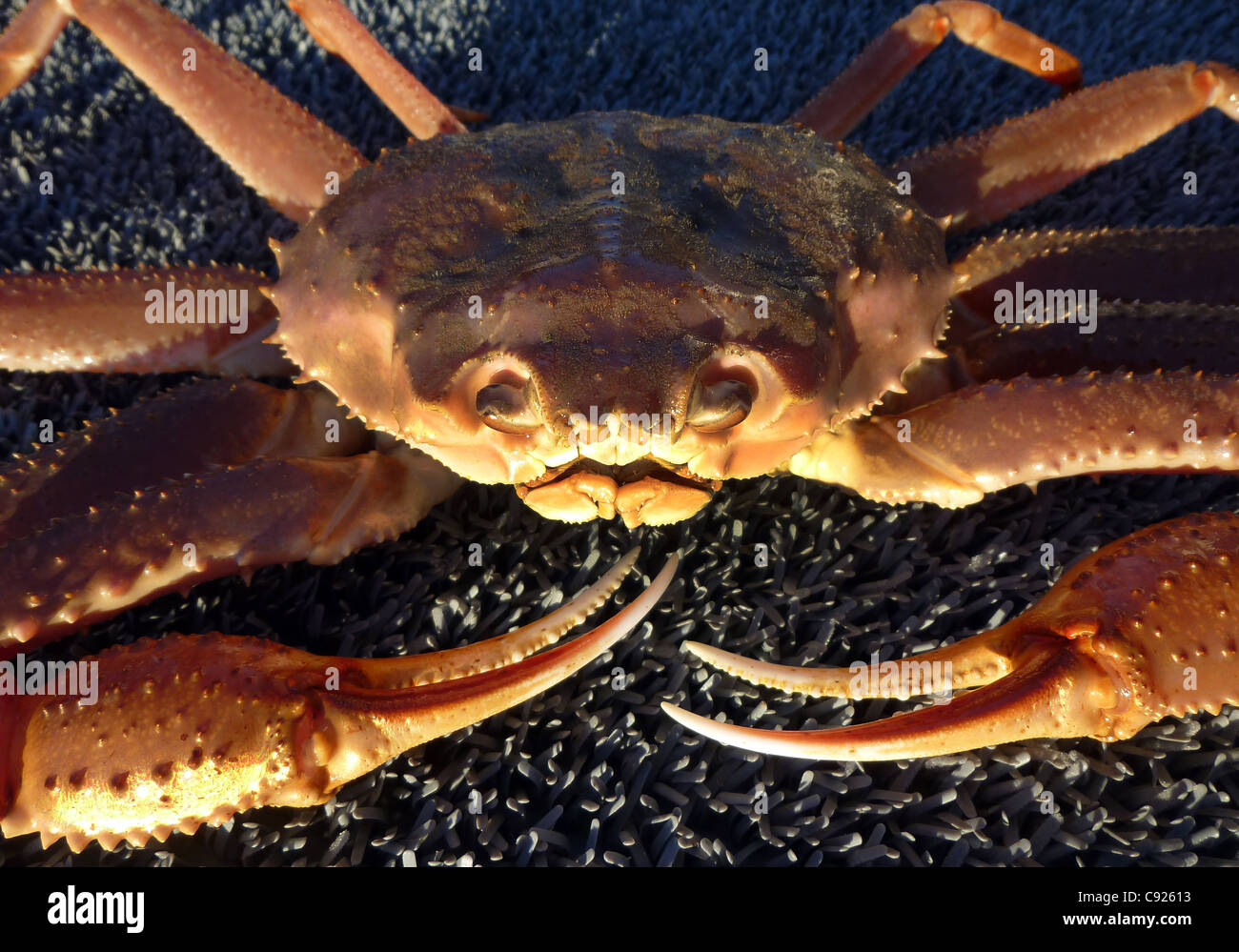 Tanner crab hi-res stock photography and images - Alamy
