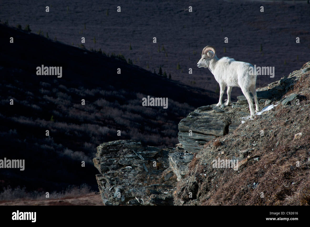 Sheep On A Hill High Resolution Stock Photography and Images - Alamy