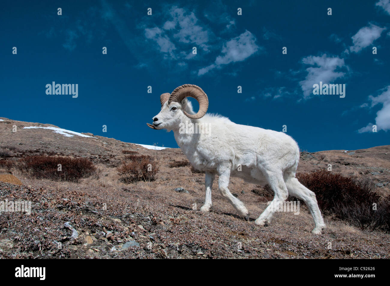 Dall Sheep walking along a steep hillside, Denali National Park and ...
