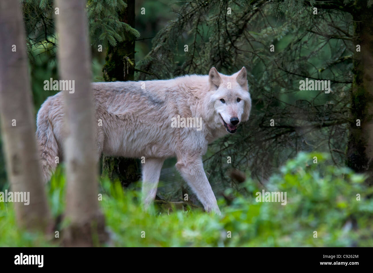 Woodland park zoo hi-res stock photography and images - Alamy