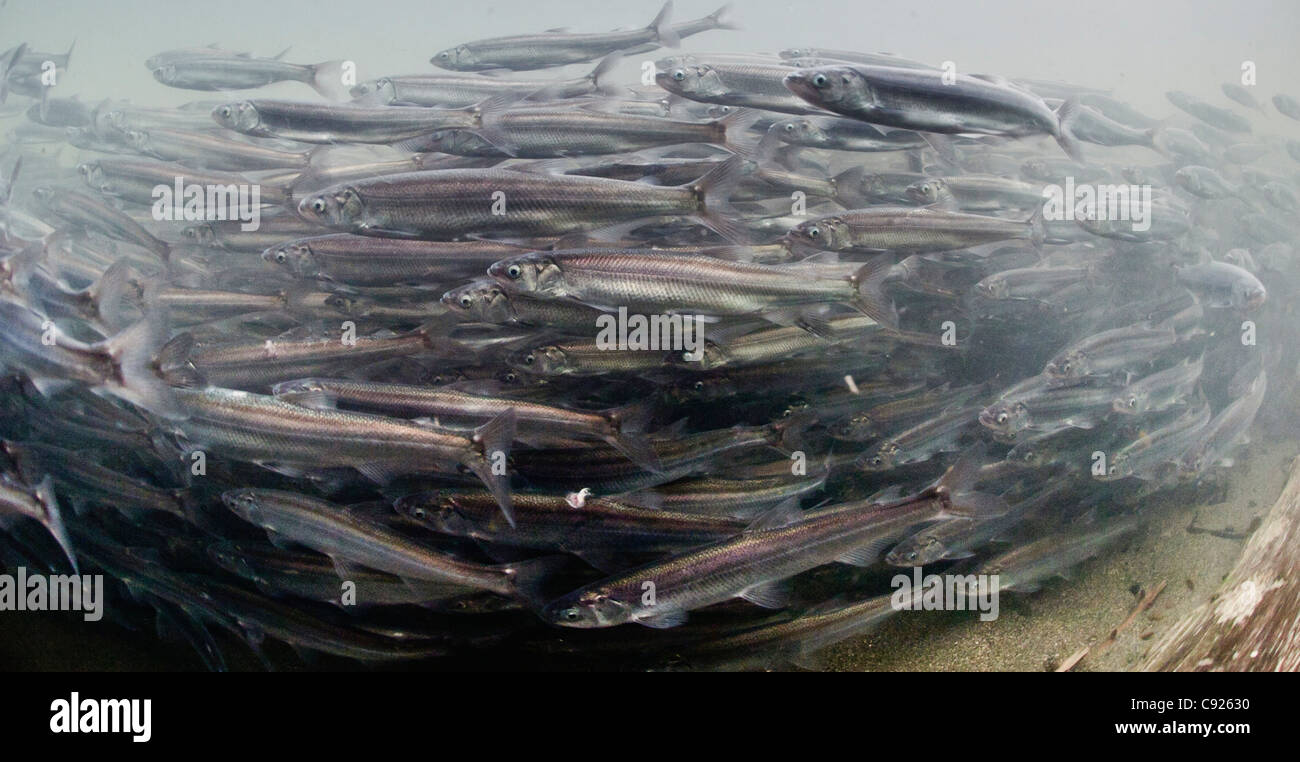 Underwater view of the spawning migration of hooligan in Alaganik ...