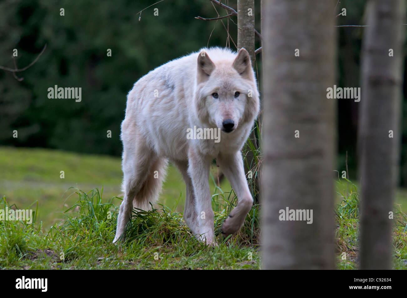 CAPTIVE: Adult Grey Wolf walks amongst foliage at Seattle's Woodland ...