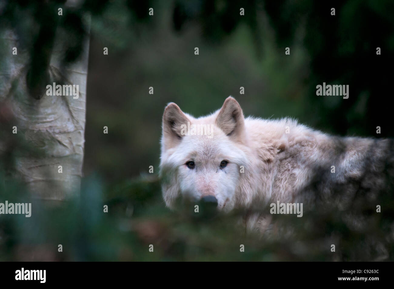 CAPTIVE: Adult Grey Wolf peering through foliage at Seattle's Woodland ...