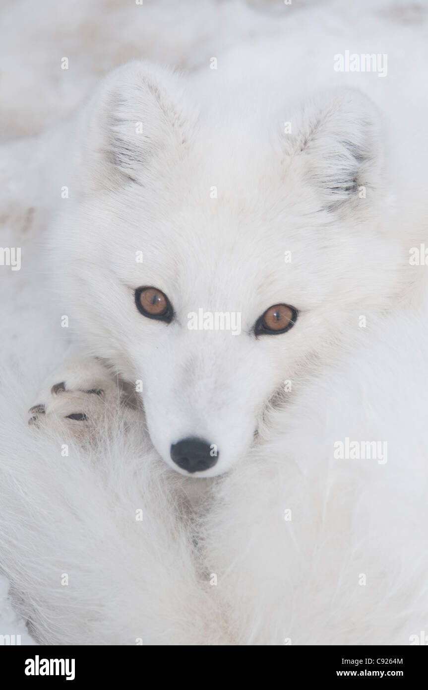 CAPTIVE: Close up of an Arctic Fox in white phase, Yukon Wildlife ...
