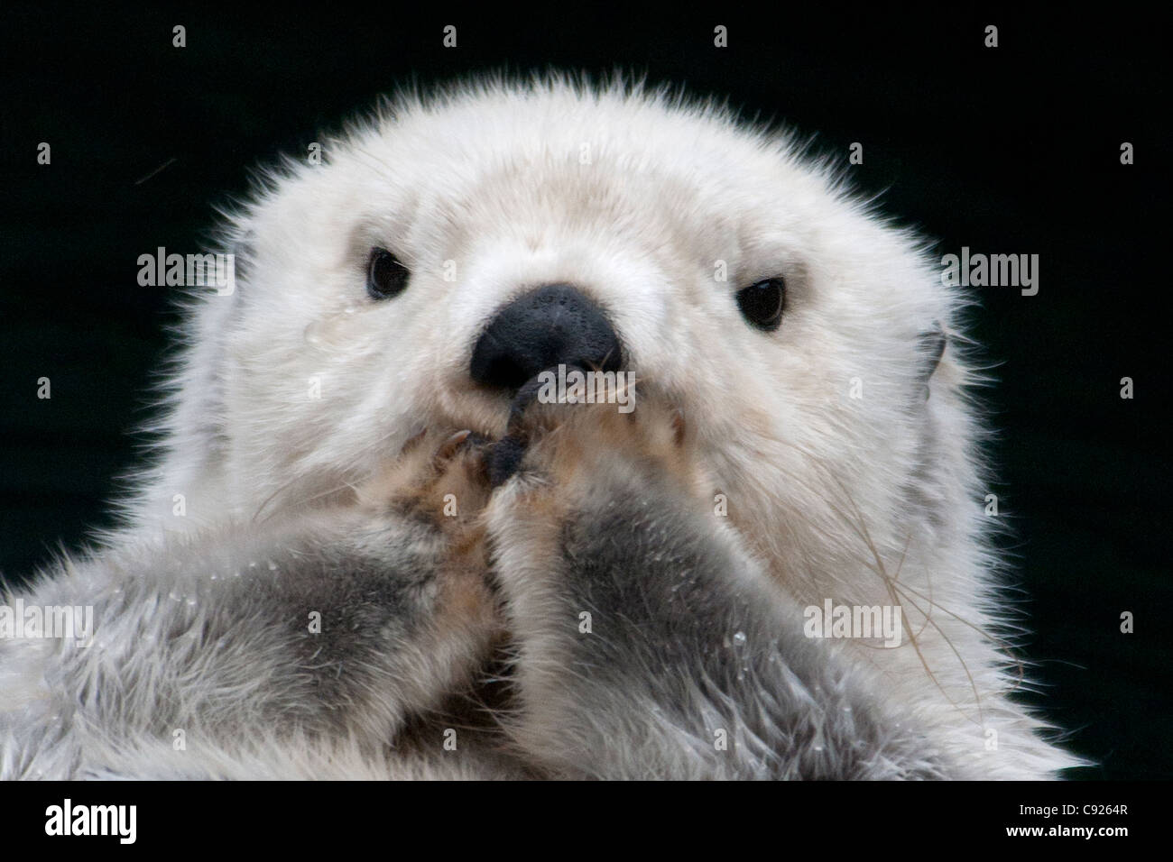 CAPTIVE Close up of a sea otter floating on its back, Point Defiance ...