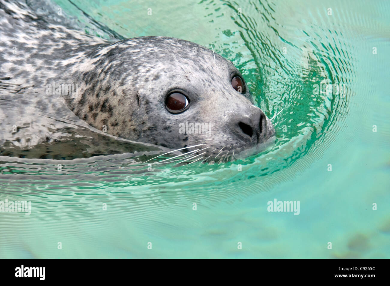 CAPTIVE Close up of a harbor seal swimming, Point Defiance Zoo, Tacoma ...