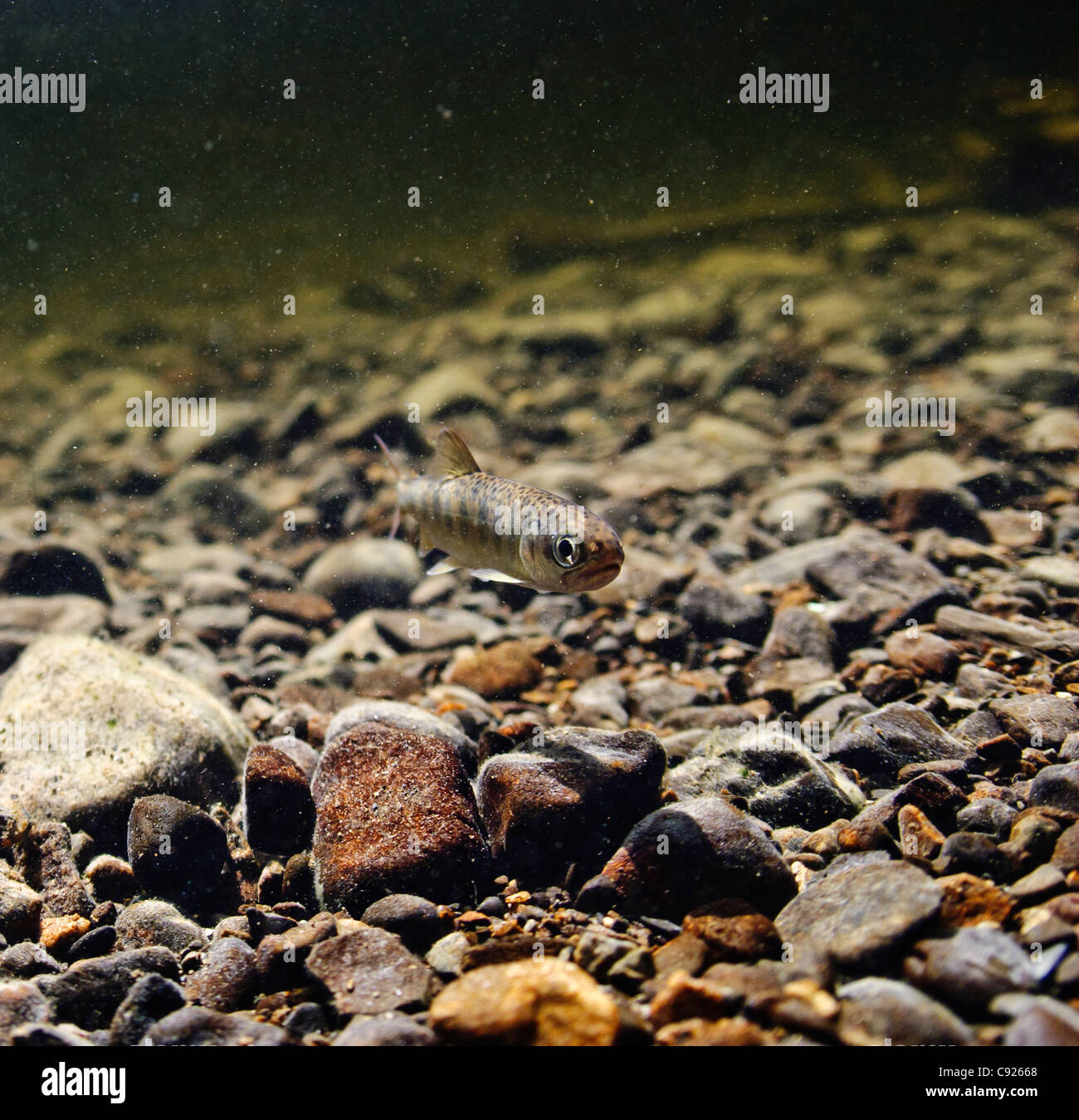 Underwater lake fish hi-res stock photography and images - Alamy