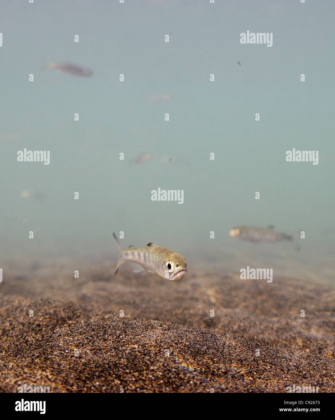 Coho salmon fry hi-res stock photography and images - Alamy