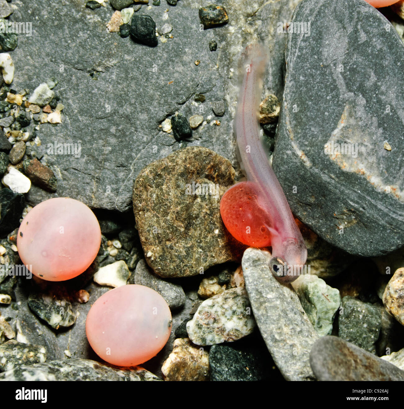 Coho Salmon Eggs