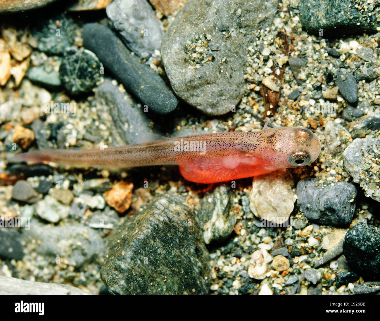 Chinook Salmon Alevin