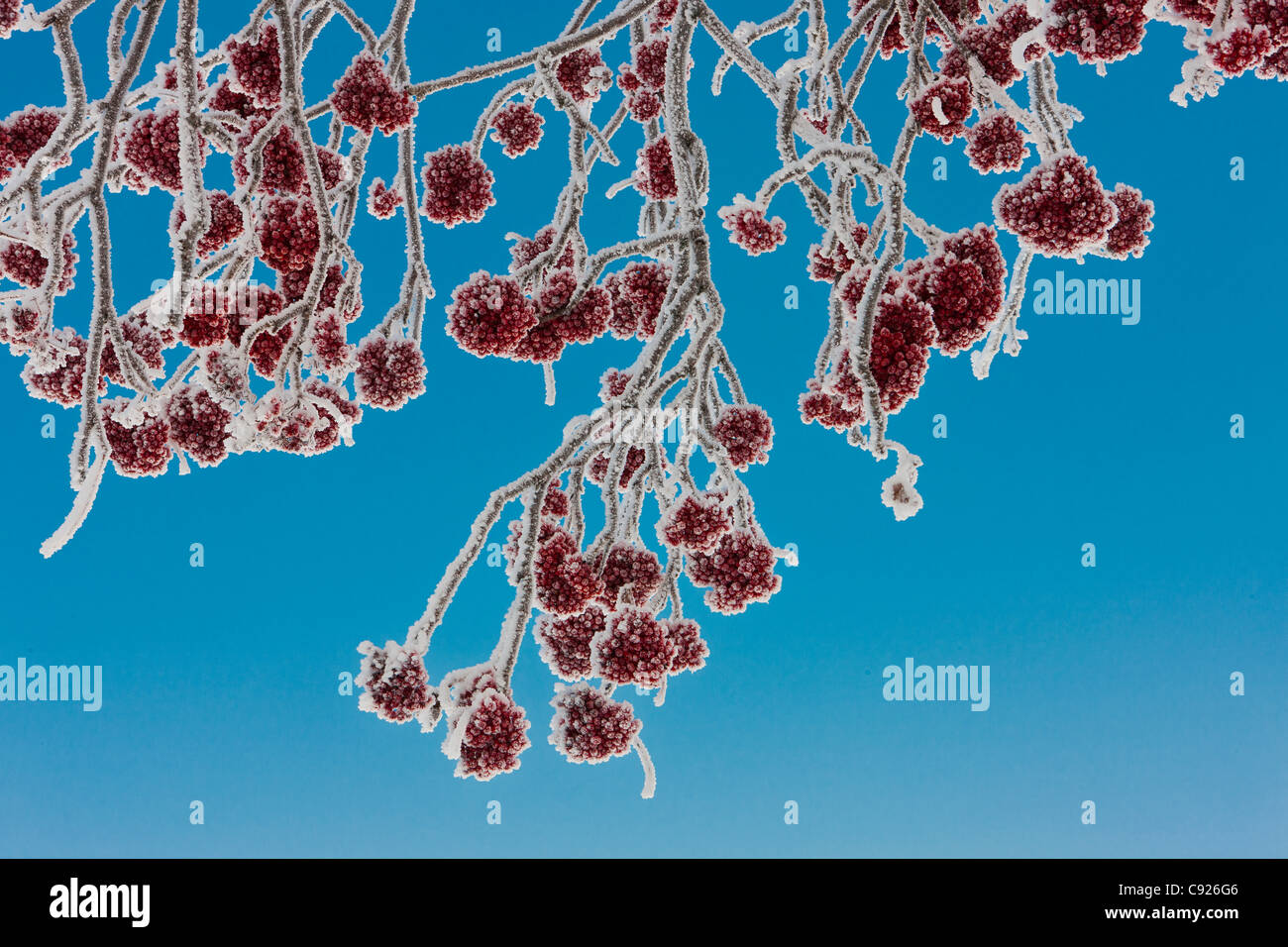 Alaska red berries hi-res stock photography and images - Alamy