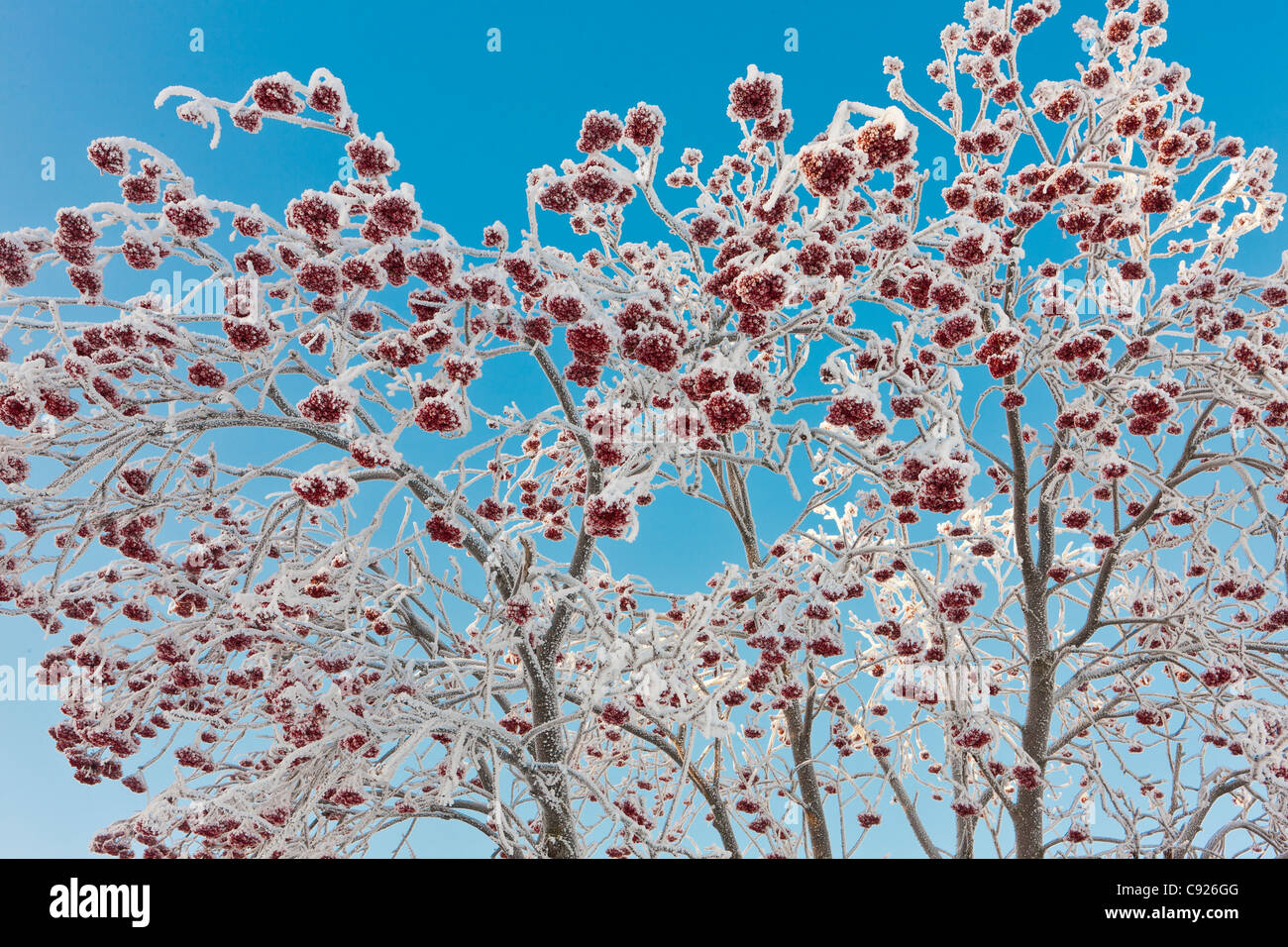 View of Mountain ash tree and berries covered with frost and snow ...