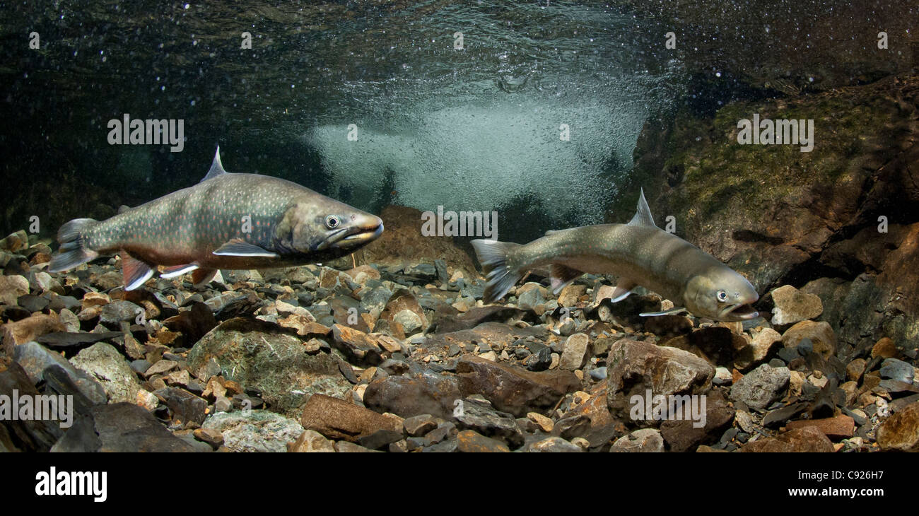 Underwater view of a Dolly Varden char spawning pair in Power Creek ...