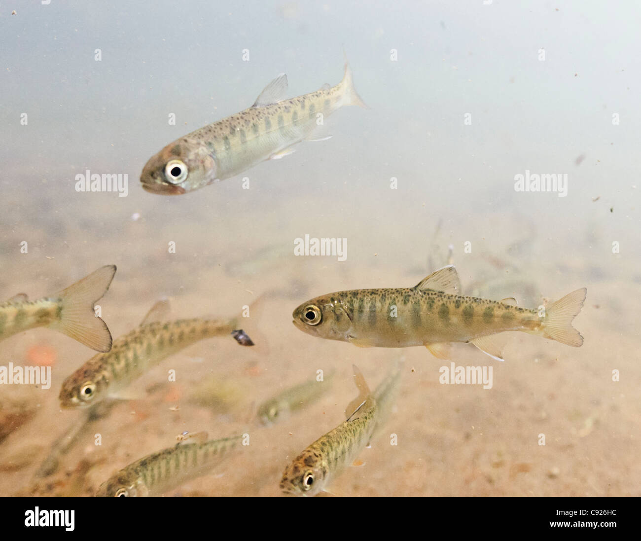 Underwater view of Coho salmon fry prior to smolting in the Eyak River ...