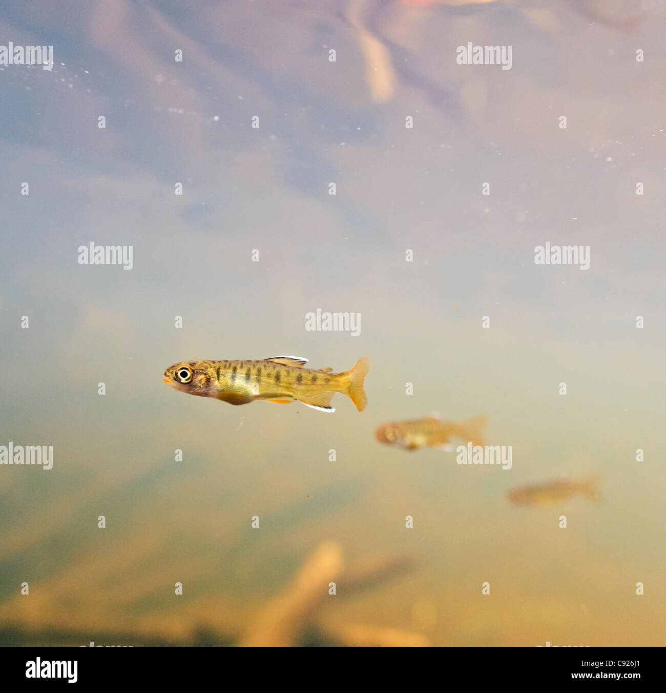 Coho Salmon Fry High Resolution Stock Photography and Images - Alamy