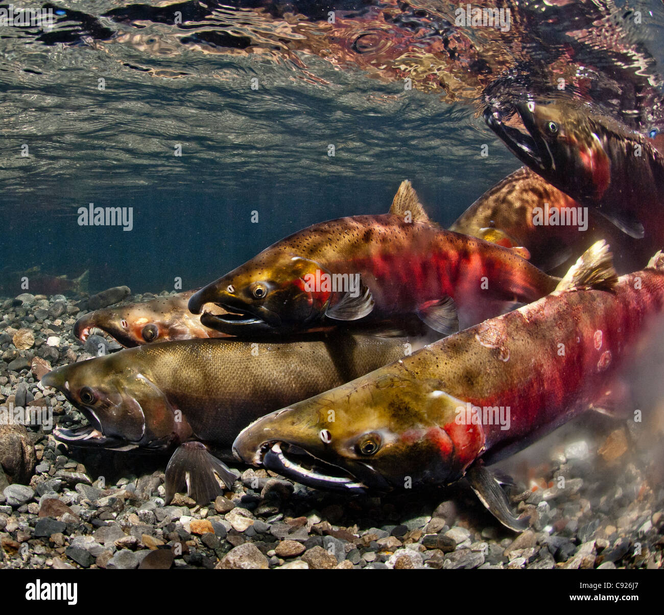 Underwater view of spawning Coho salmon in Power Creek, Copper River ...