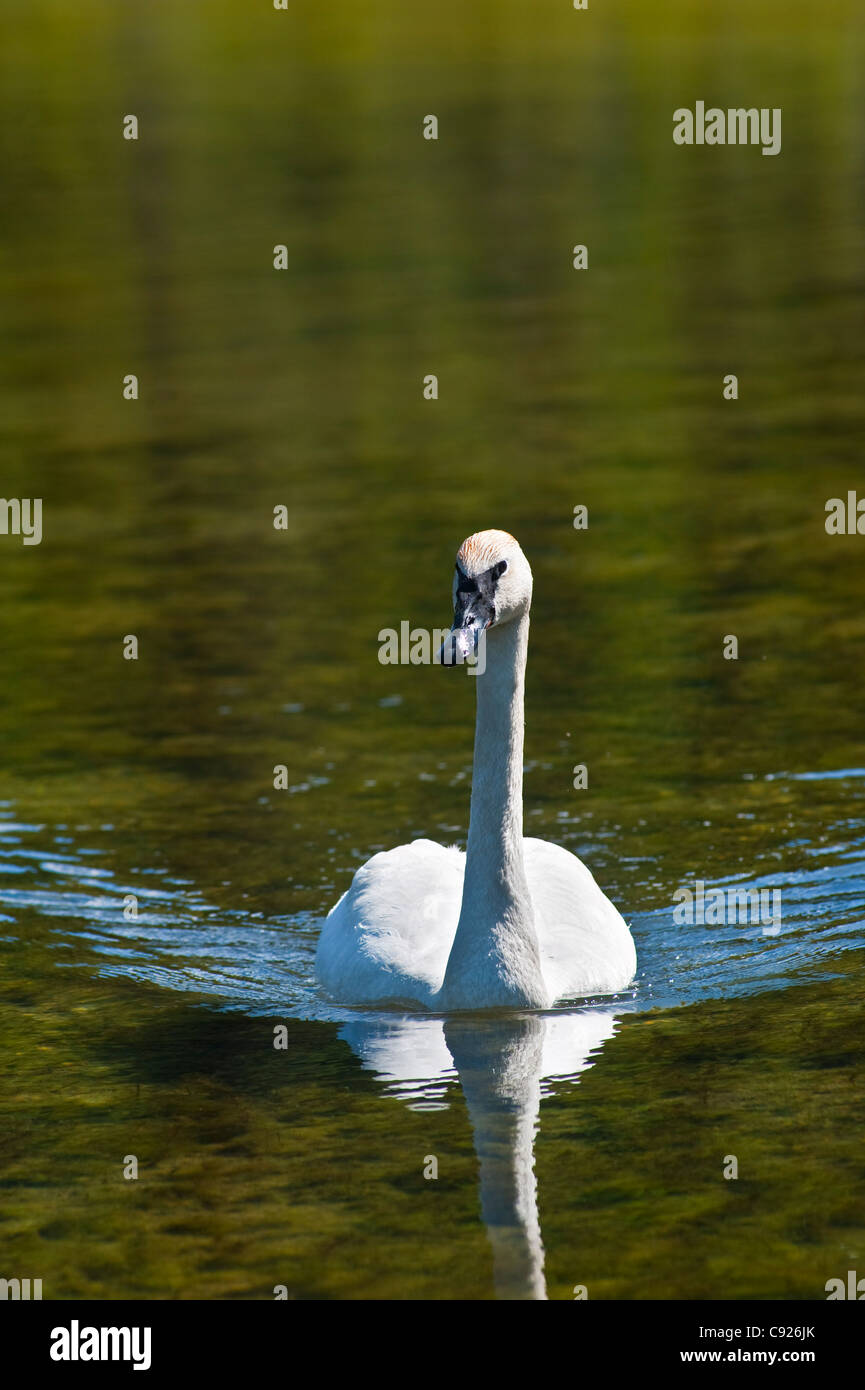 Close up of a trumpeter swan swimming in Byers Lake, Denali State Park ...